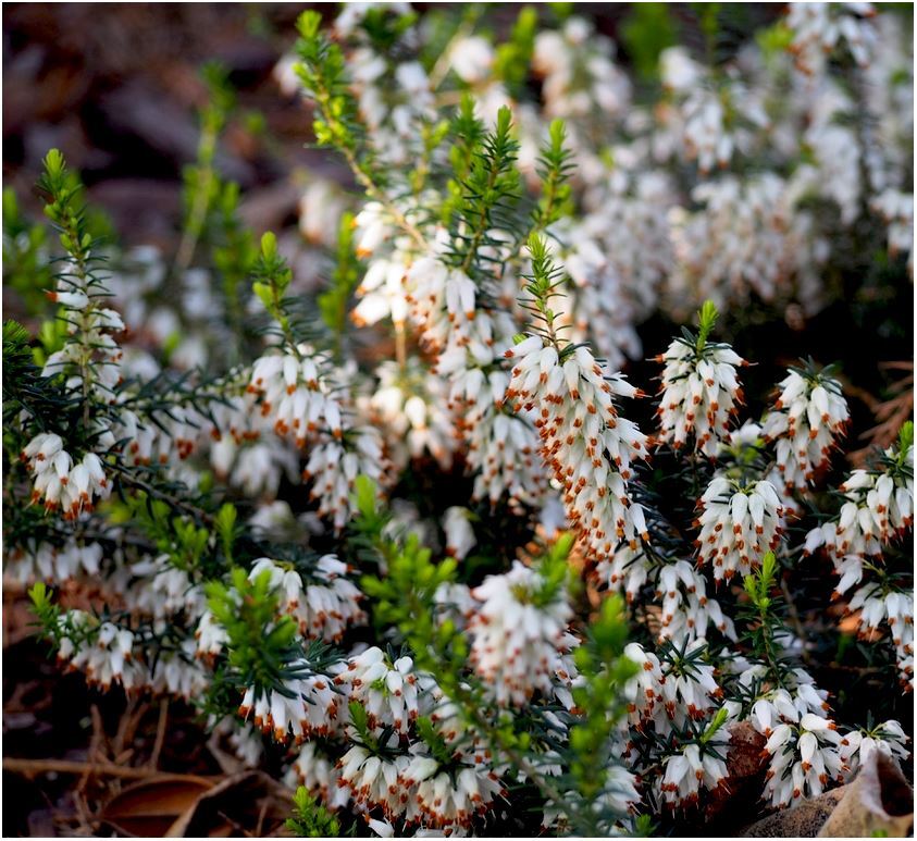White Heather Plant