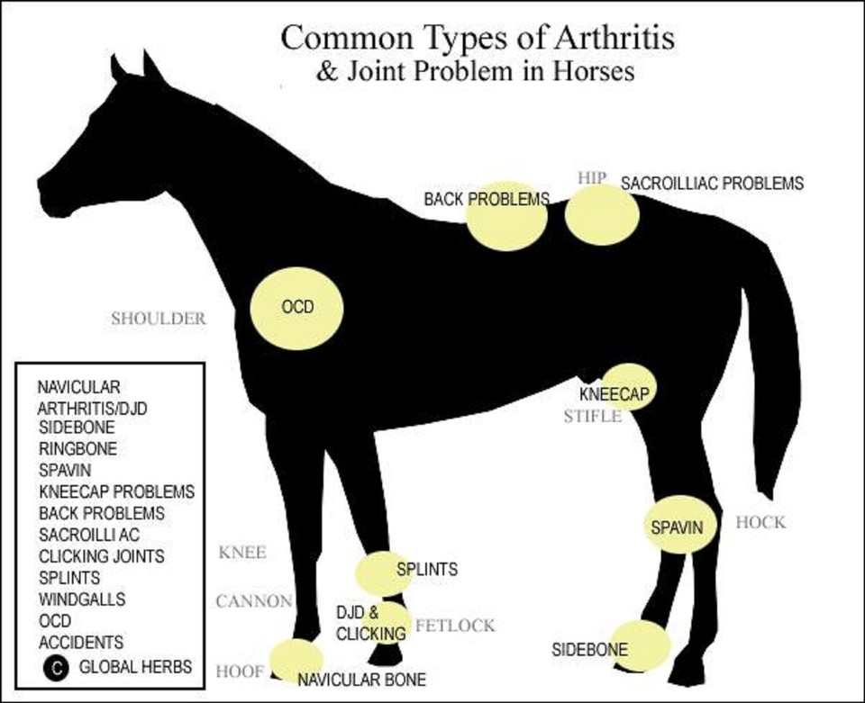 ARTHRITIS RELIEF PAIN FOR EQUINES (HORSES) - MADE IN USA 120 CAPS | eBay