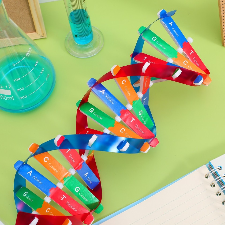 Science Experiments Helix Model Dna Double for Desk Building Kit | eBay ...