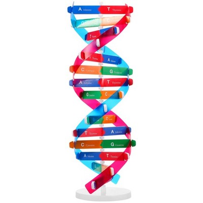 Dna Model Kit for Preschool Nuobesty Double Helix Educational Teaching ...