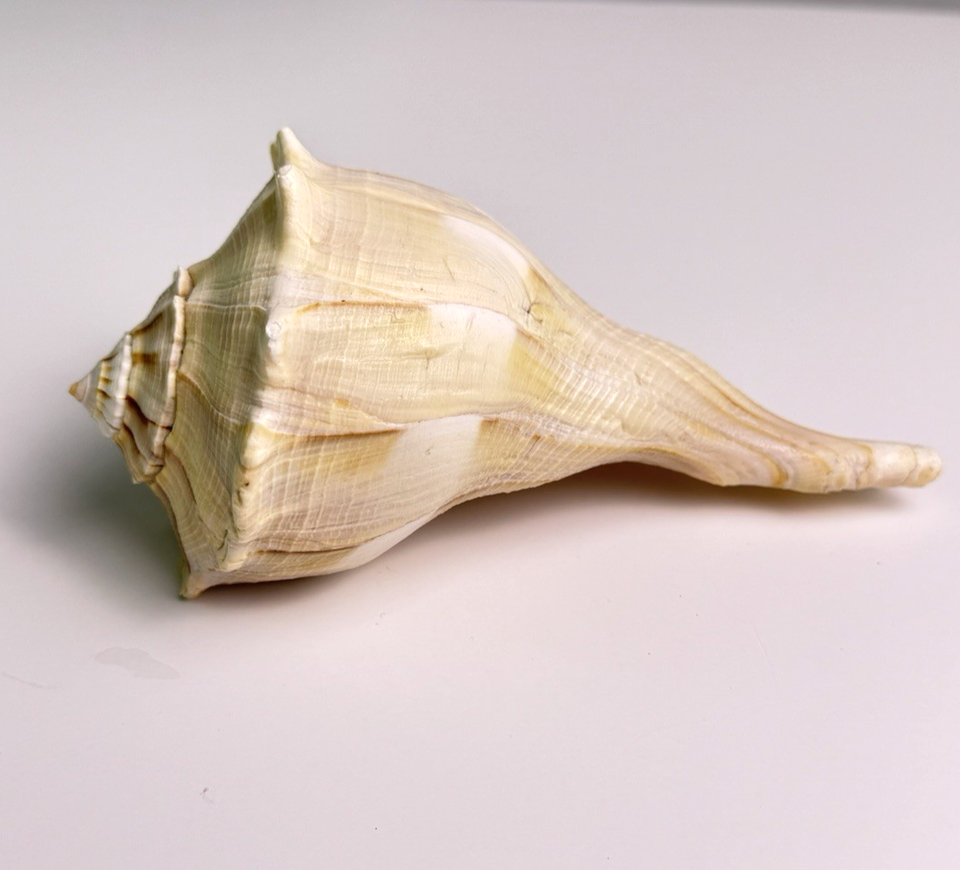 Lightning Whelk Shell Busycon Contrarium Approx 8" Beach Nautical Decor ...