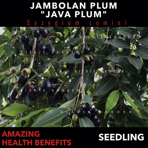 1 x Java Plum Seedling Size, Syzygium cumini, jambolan, Tropical Fruit ...