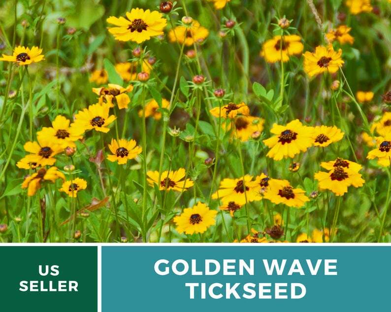 Tickseed, Golden Wave - 100 Seeds - Pollinator Friendly (Coreopsis ...
