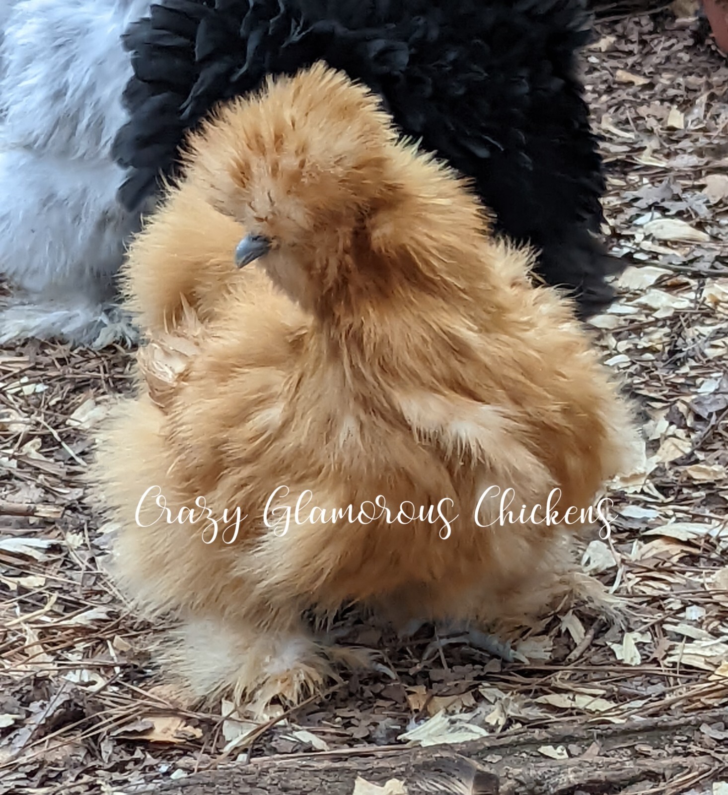 6 Silkie Hens Choice Eggs - Buff & Blue/Black/Splash - See Description ...