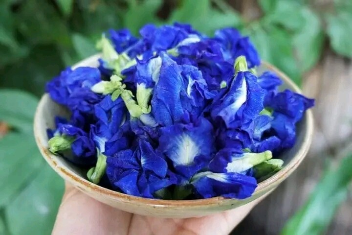 Dried Blue Butterfly Pea Flower Tea Organic Herbal Leaf Clitoria ...