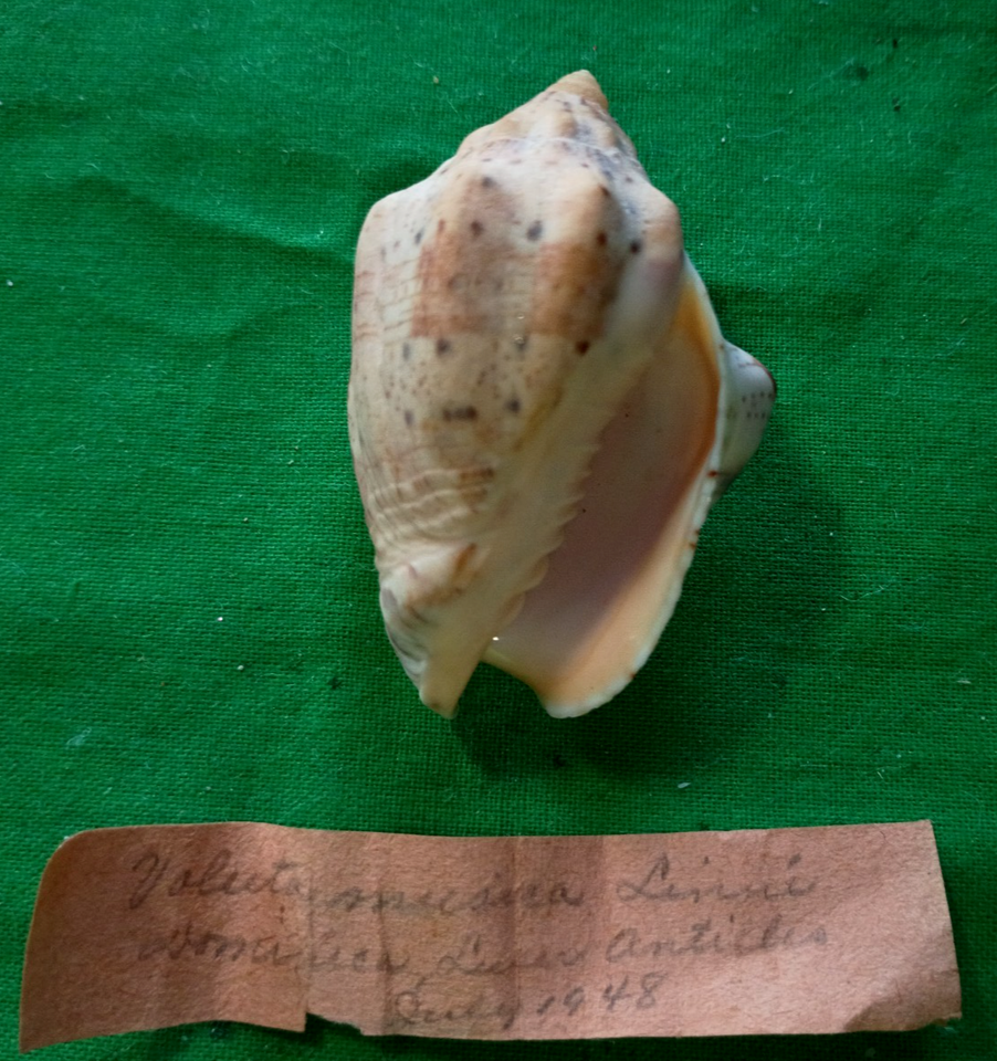 Voluta musica #R1316 Lesser Antilles 52mm | eBay