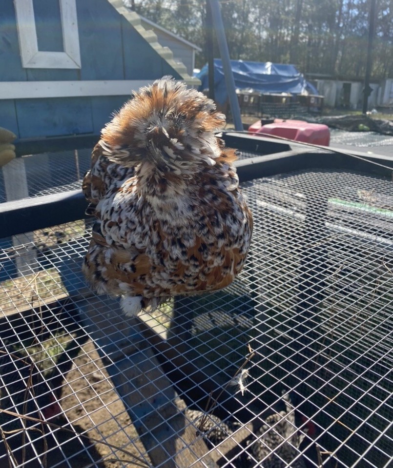 12+ Mille Fleur Satin Hatching Eggs NPIP & AI Clean | eBay