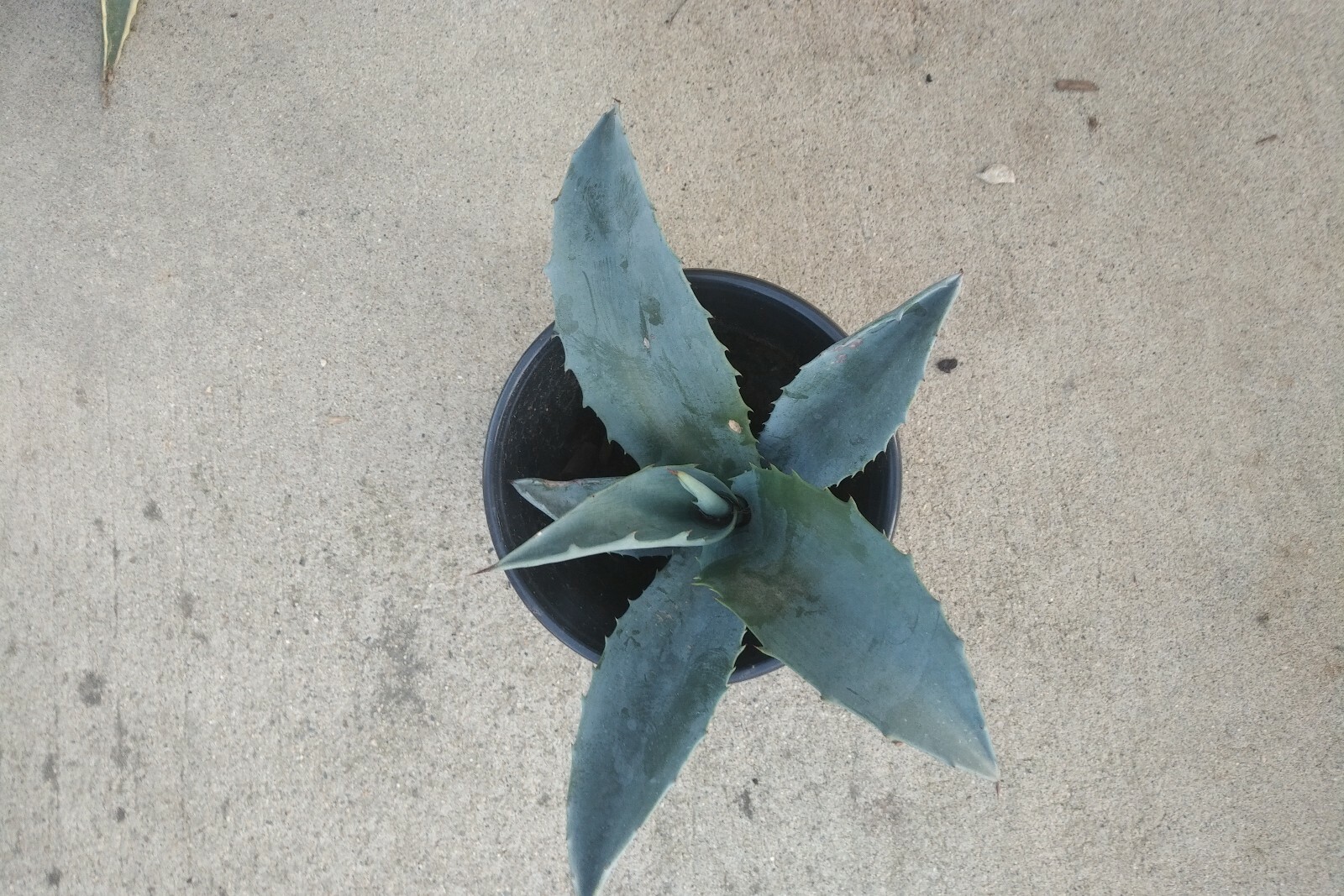 Blue Century Plant Agave Americana. *** Large Live Plant*** | eBay