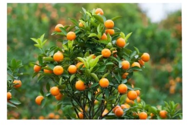 Satsuma Orange Tree Seedlings | eBay