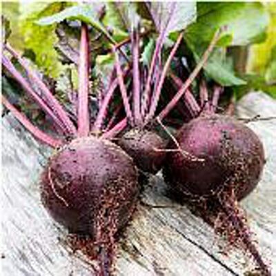 Long Season Lutz Beets Seeds (((25 Seed Packet))) (More Heirloom ...