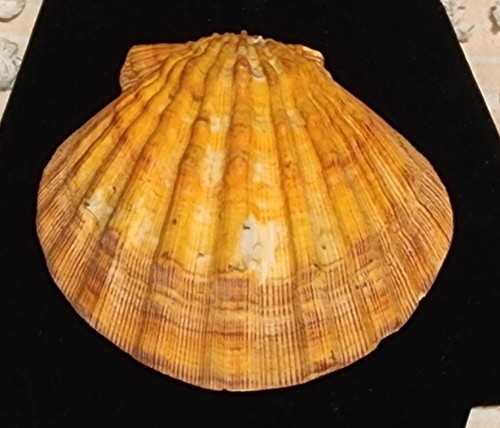 Pecten Sea Shell Rich Orange Salmon Color Large 5x5.5" | eBay