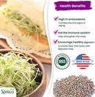 Organic Broccoli Sprout Seeds - Certified, Indoor/Outdoor Use, Rich in ...