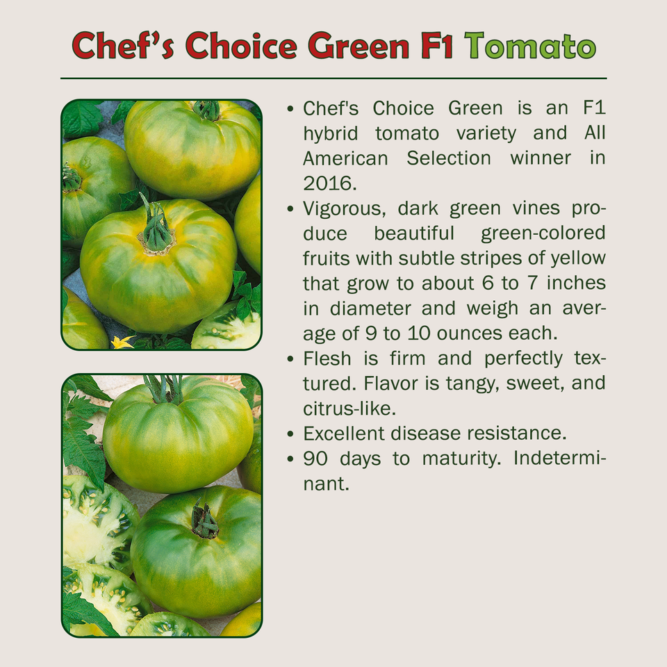 10 Chef's Choice Green F1 Tomato Seeds, Hybrid, Non-GMO, Genuine USA | eBay
