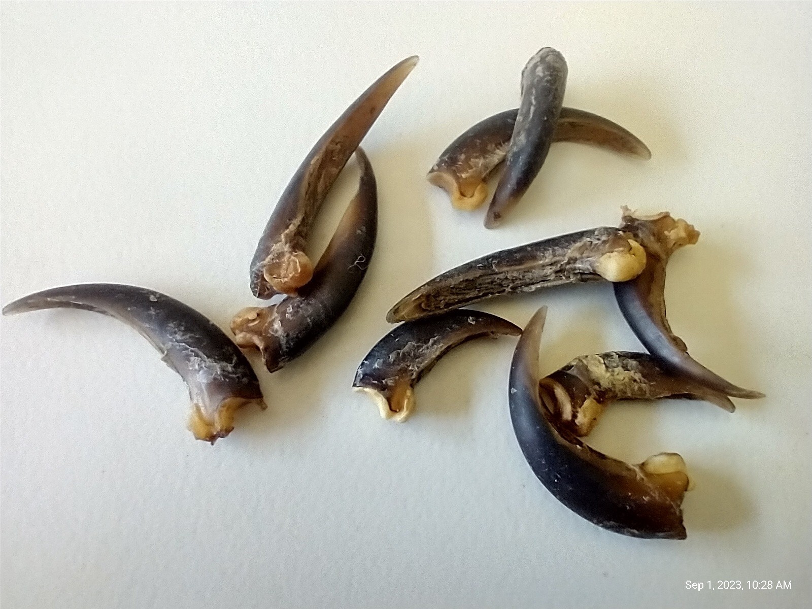 11 MODEL PORCUPINE or BEAVER CLAWS scary imitation claws wild animals ...