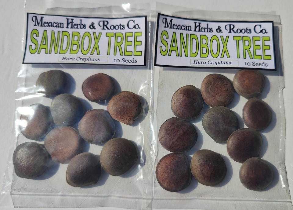 sandbox tree 10 seeds (Hura crepitans, possumwood, jabillo ) | eBay