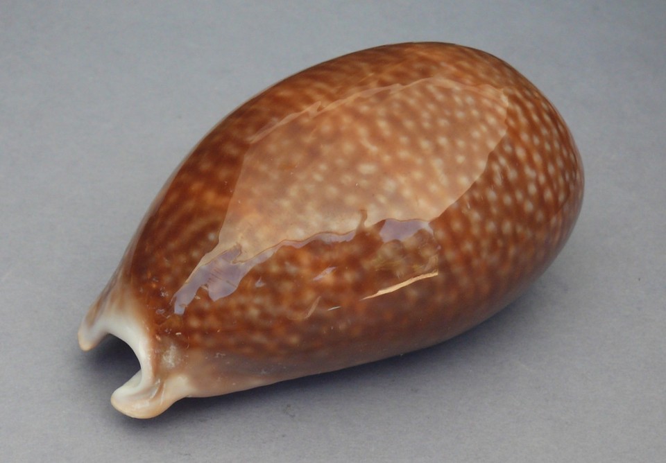 Cypraea cervus F+++Gem/107 mm - Florida | eBay