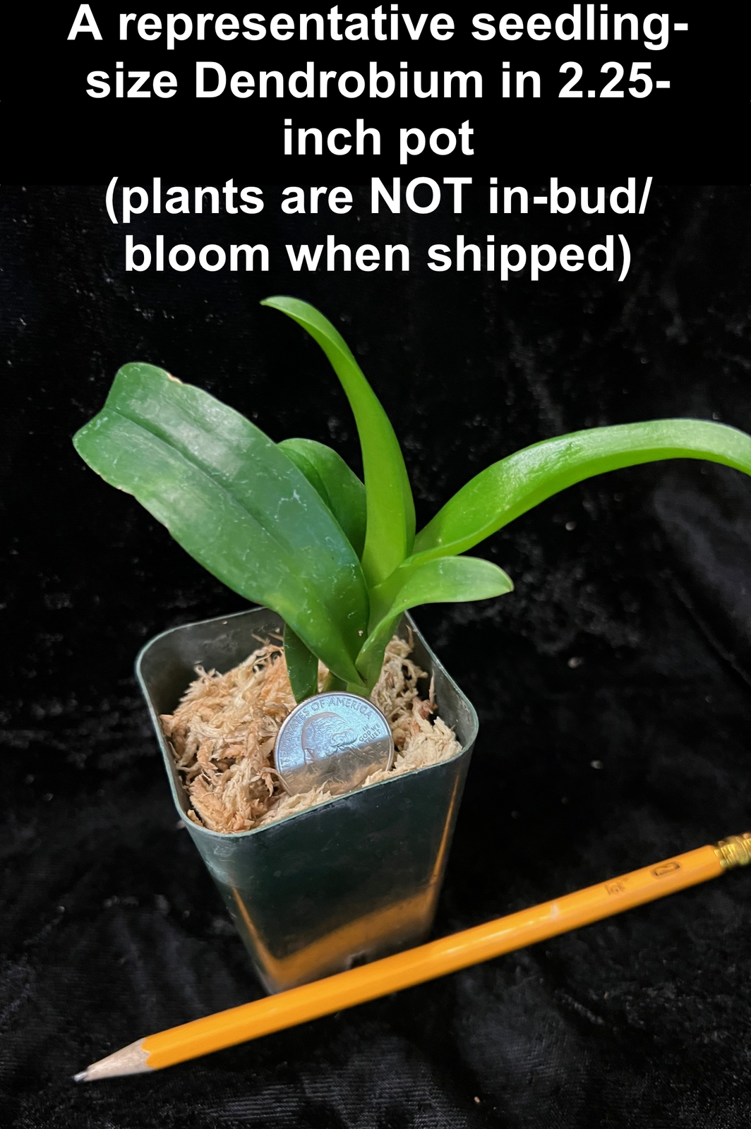 Dendrobium_PURE WHITE FLOWER_nobile-type orchid, NOT in-bud/bloom when ...
