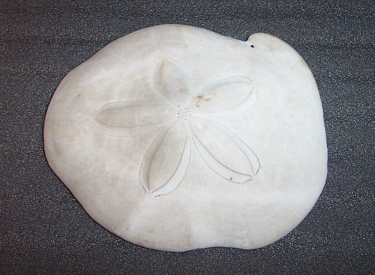 Huge Sea Biscuit Sand Dollar 6.5" diameter , Vintage Natural History ...