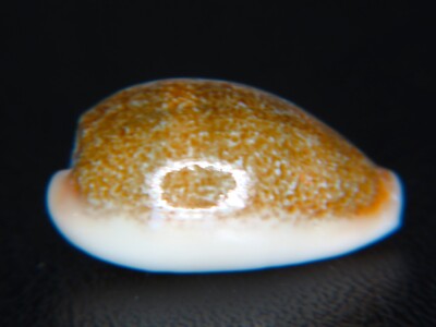 CYPRAEA ERRONES BIMACULATA: LARGE SPECIMEN @ 23.32MM FROM 1997 (STILL ...