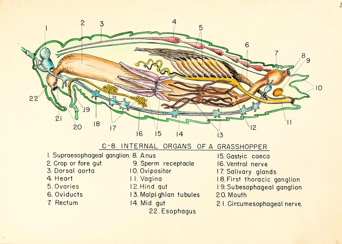 Grasshopper Scientific Illustration