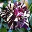 100 Rare Black Dragon Rose Fresh Seeds, Exotic Home Garden Flower Plant ...