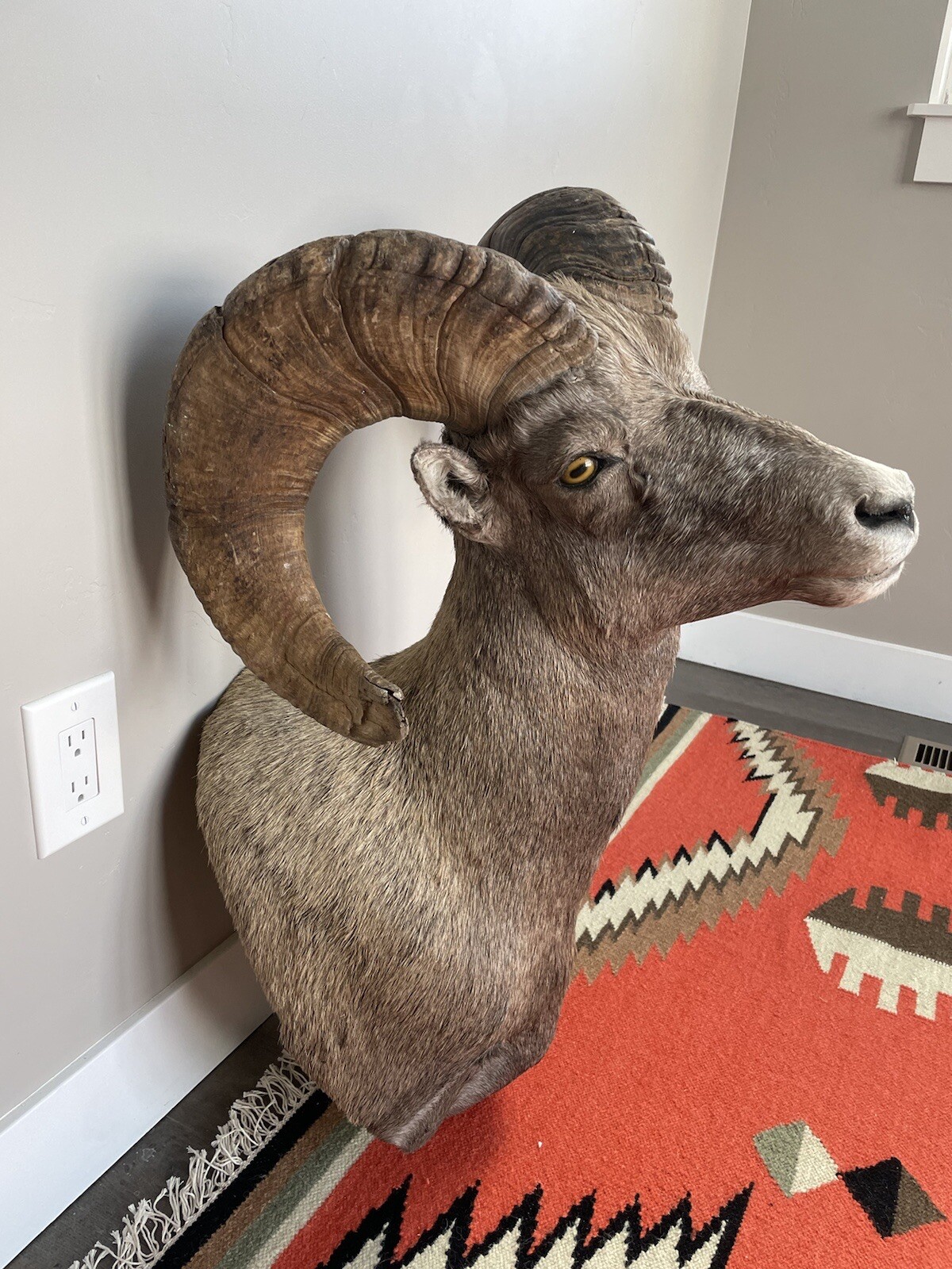 Bighorn Sheep Mount | eBay