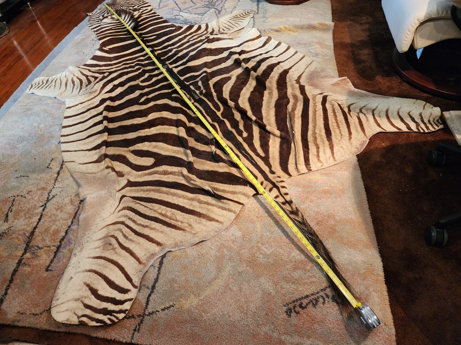 Zebra skin, real zebra hide, rug or wall display | eBay