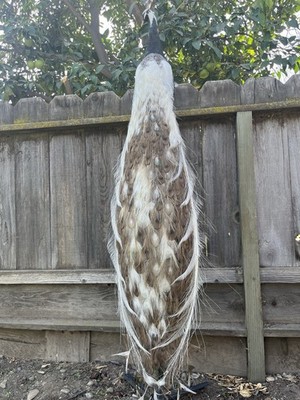 FHJOEL1002-Real Piebald PEACOCK Taxidermy Mount museum quality Facing ...
