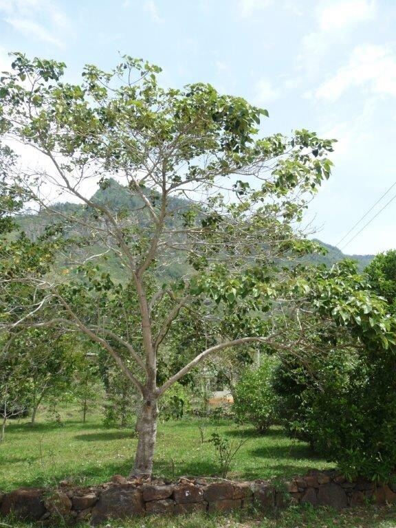 Dried Leaves Gmelina arborea Gamhar Beachwood Leaf Strong Ceylon Herbs ...