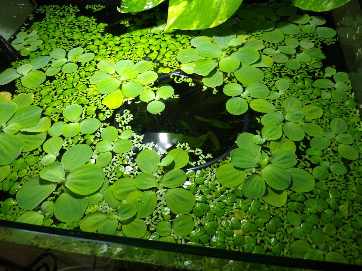 Water Lettuce Aquarium