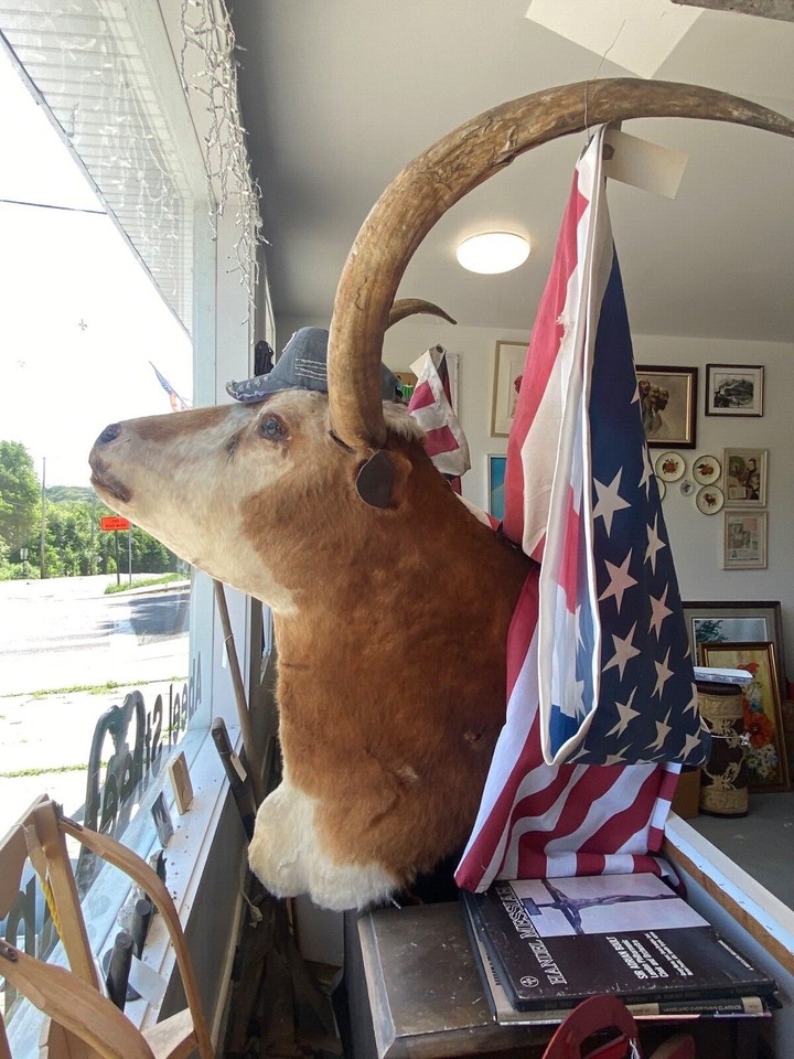 Huge TEXAS LONGHORN Bull, Shoulder Wall Mount Taxidermy cattle; GREAT ...
