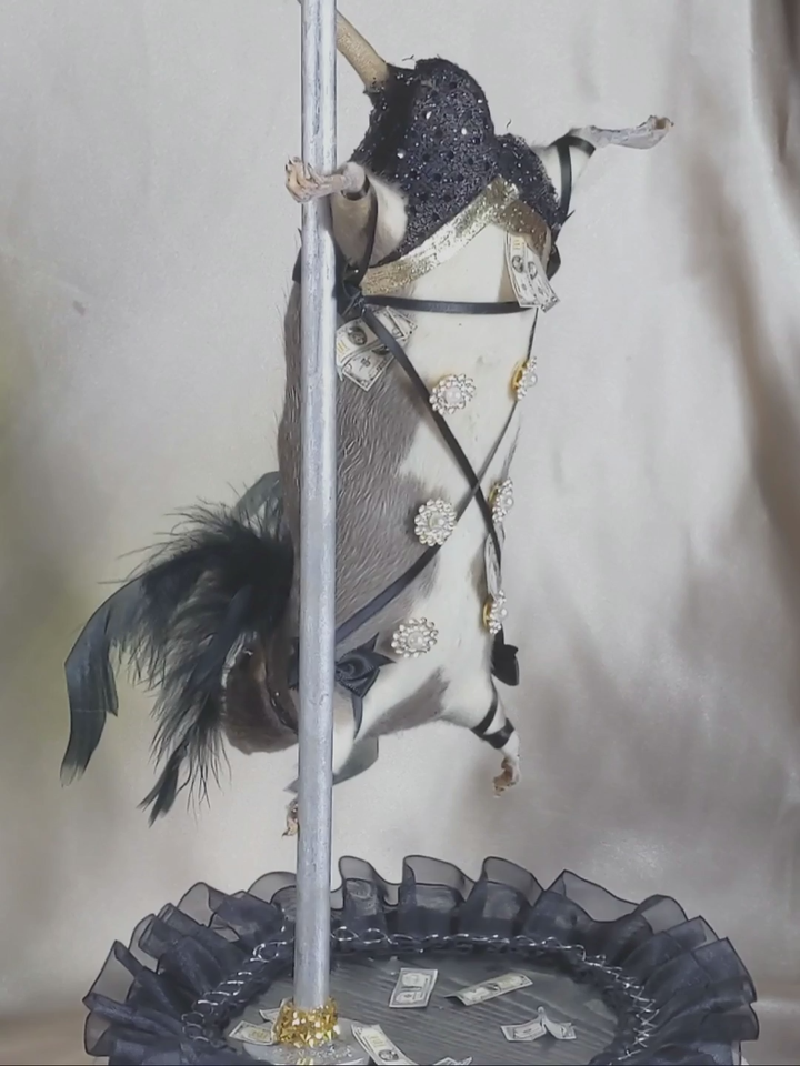 Stripper Rat Pole Burlesque Showgirl Taxidermy Oddities Curiosity decor ...