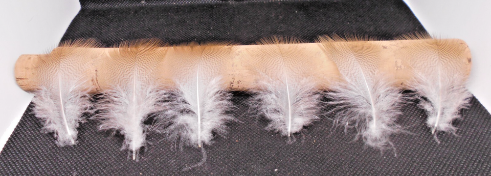 Fly Tying Feathers - Duck Quills, Turkey Quills, Turkey Tails & More | eBay