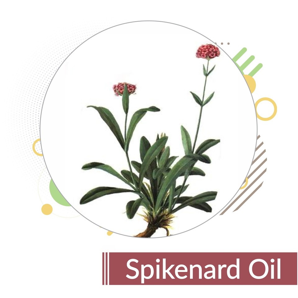 Spikenard Marigold (Nardostachys) 100% Pure & Natural Essential Oil ...