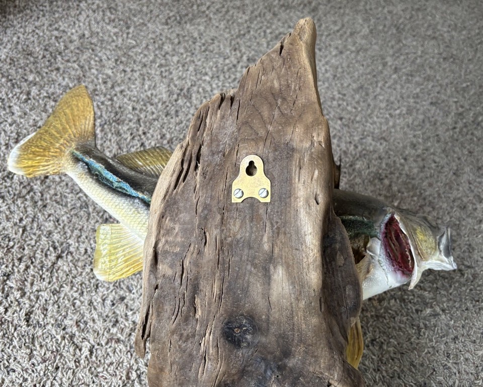 21” Walleye Authentic Real Skin Professional Taxidermy Fish Mounted On ...