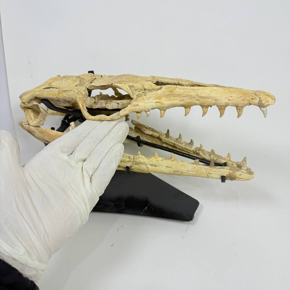 Super rare 100% Original mosasaur fossil skull Baby mosasaurus skull 12 ...