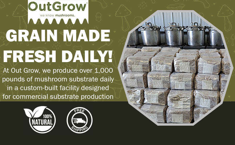 6-Pack Sterilized Popcorn Grain Spawn – 1 lb Bags with Injection Ports ...