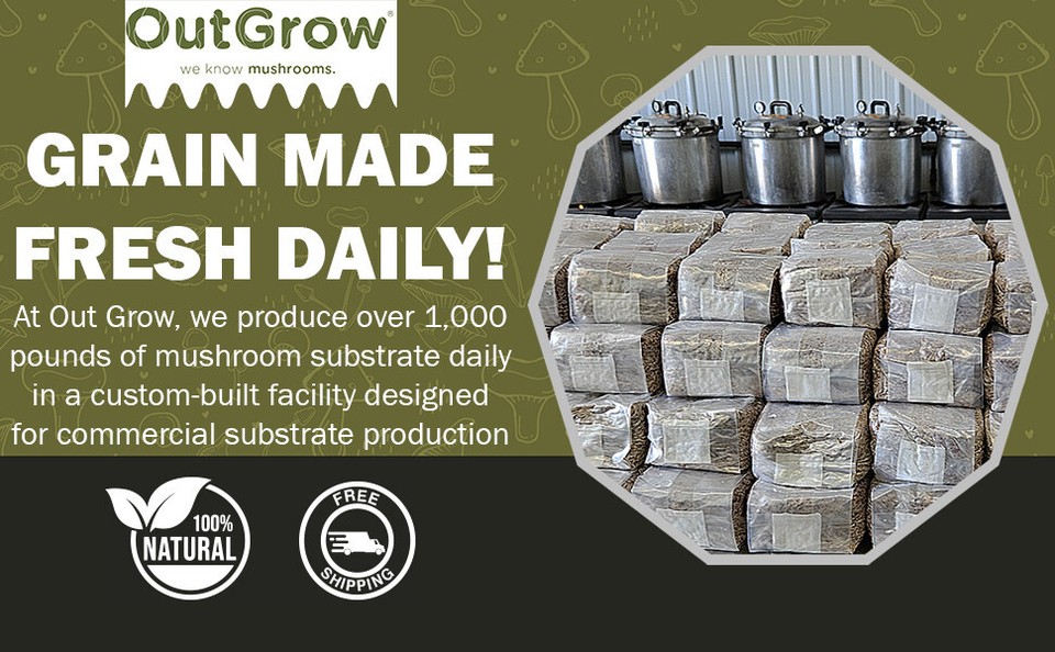 6-Pack Sterilized Popcorn Grain Spawn – 1 lb Bags with Injection Ports ...