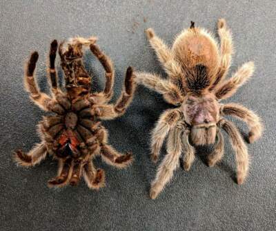 Various TARANTULA Molts Taxidermy Exoskeletons Educational skins!!! | eBay