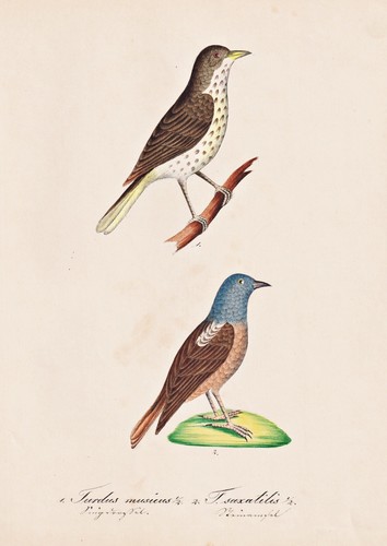 Singdrossel Song Thrush Oiseaux Bird Birds Watercolour Drawing Design ...