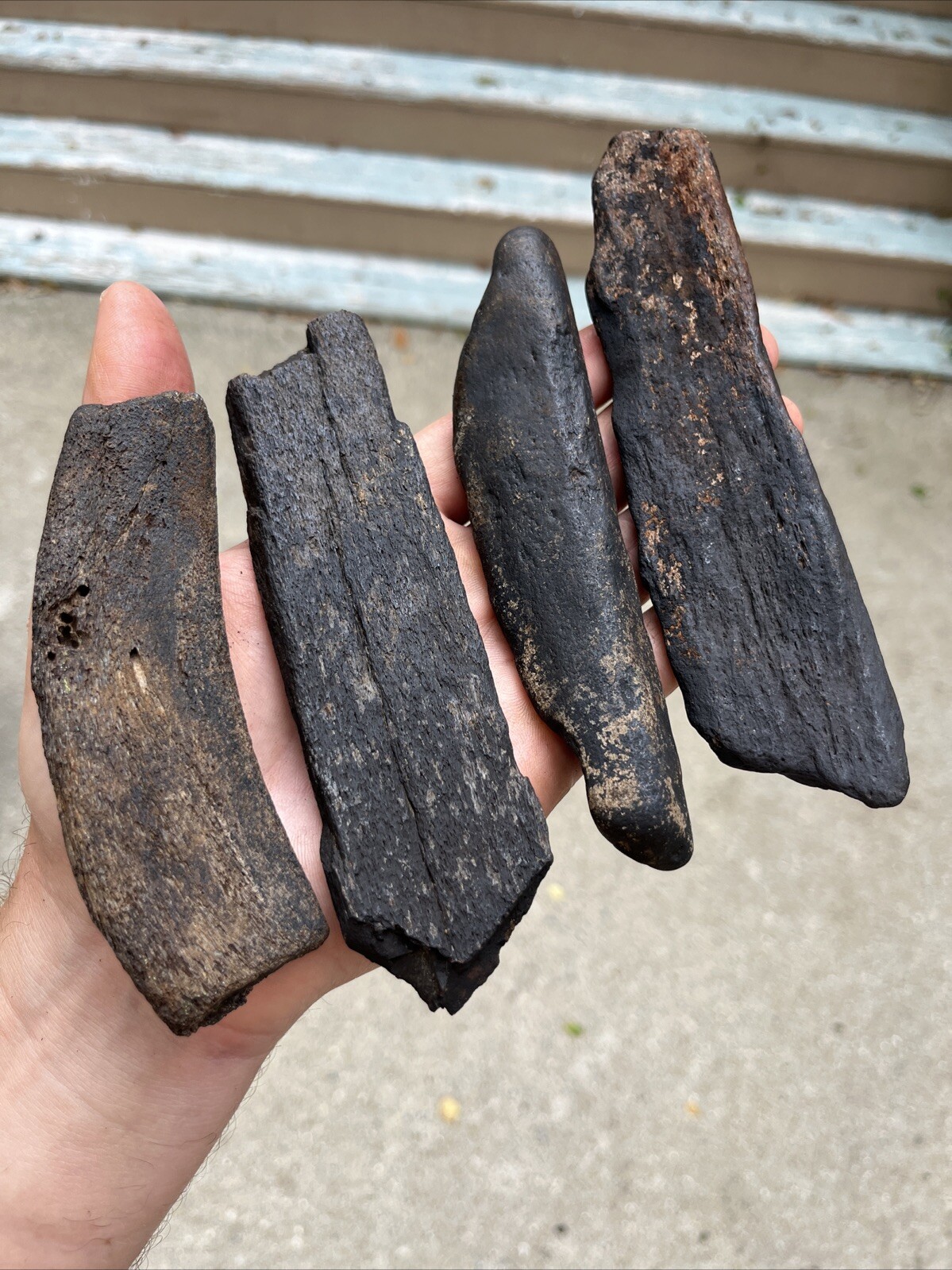 Set Of 4 Fossilized Extinct Baleen Whale Rib Bone Fossil Segments-Not ...