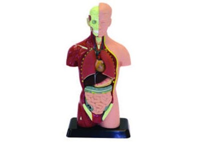 HUMAN ANATOMY MODEL 8 Dissectible Body Torso EDU-TOYS NEW | eBay Australia