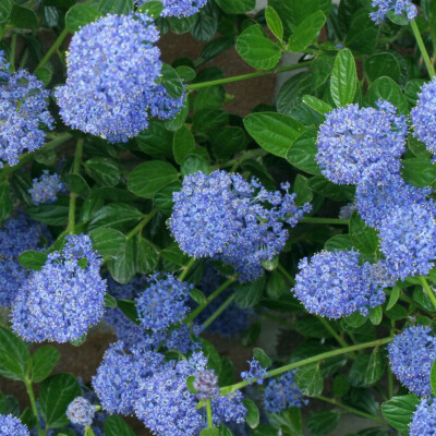 Ceanothus Skylark - California Lilac Plant in 5 L Pot | eBay