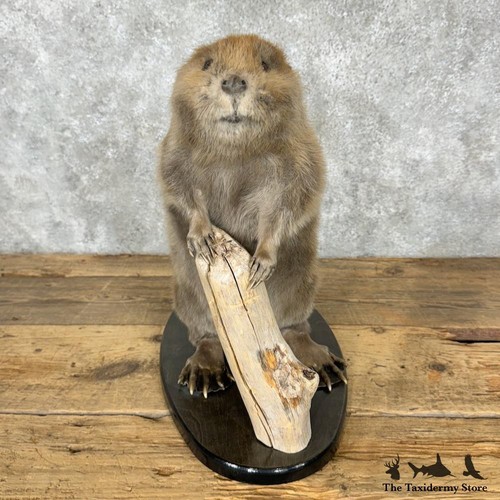 #29511 P | North American Juvenile Beaver Taxidermy Mount For Sale | eBay