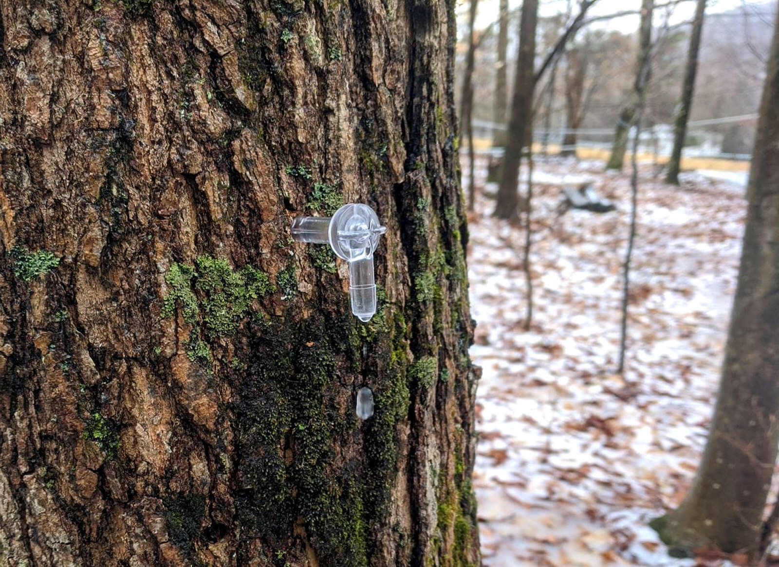 20 Maple Syrup Clear Plastic 5/16" Tubing Spout Taps Spiles | eBay