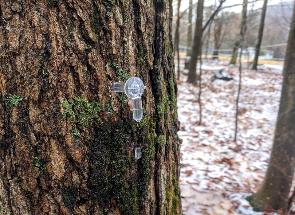 20 Maple Syrup Clear Plastic 5/16" Tubing Spout Taps Spiles | eBay