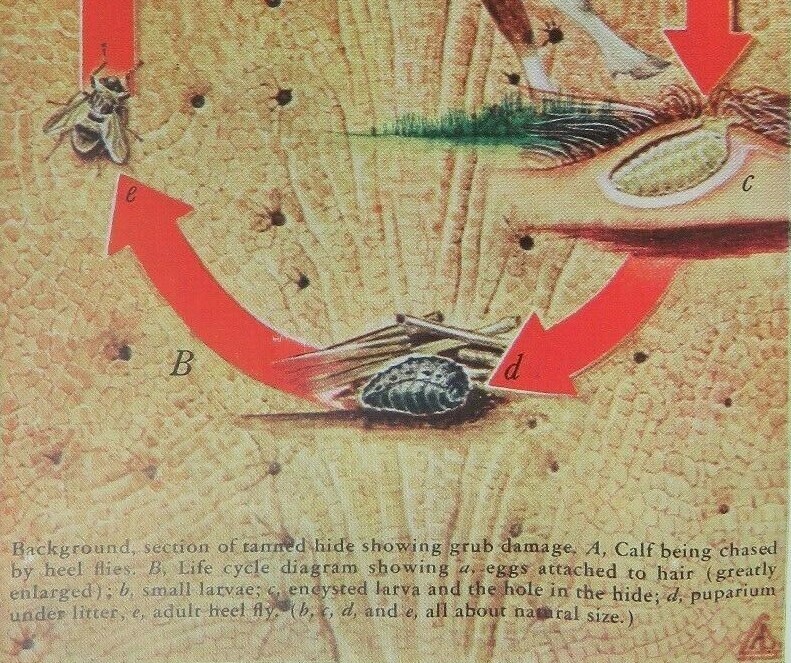 Vintage Color Plate Cattle Grub Larva, Pupa Heel Fly Entomology Insect ...