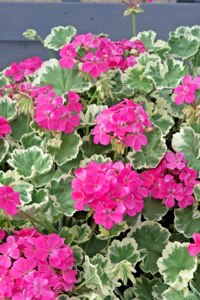 Geranium Fancy Leaf Varieties Plants with Nice Flowers too in 9cm Pots ...