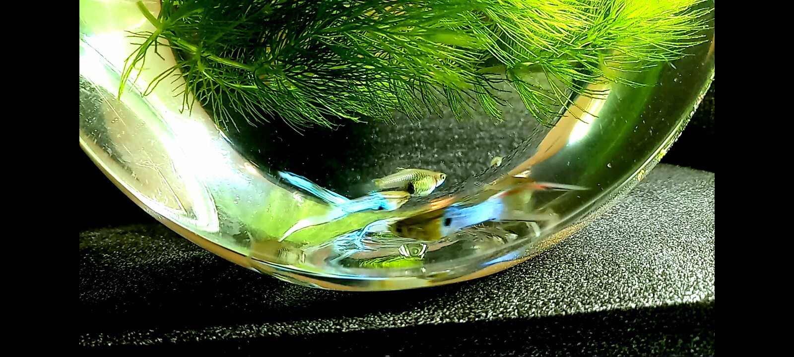 (5) Japan Blue Double Long Sword Endler Fry. Freshwater Livebearer Easy ...