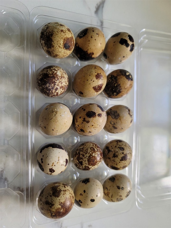 12 Fertile Coturnix Quail Hatching Eggs | eBay
